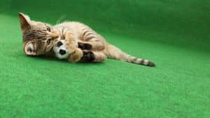 Cat Bunny Kick: Explanations and Helpful Solutions