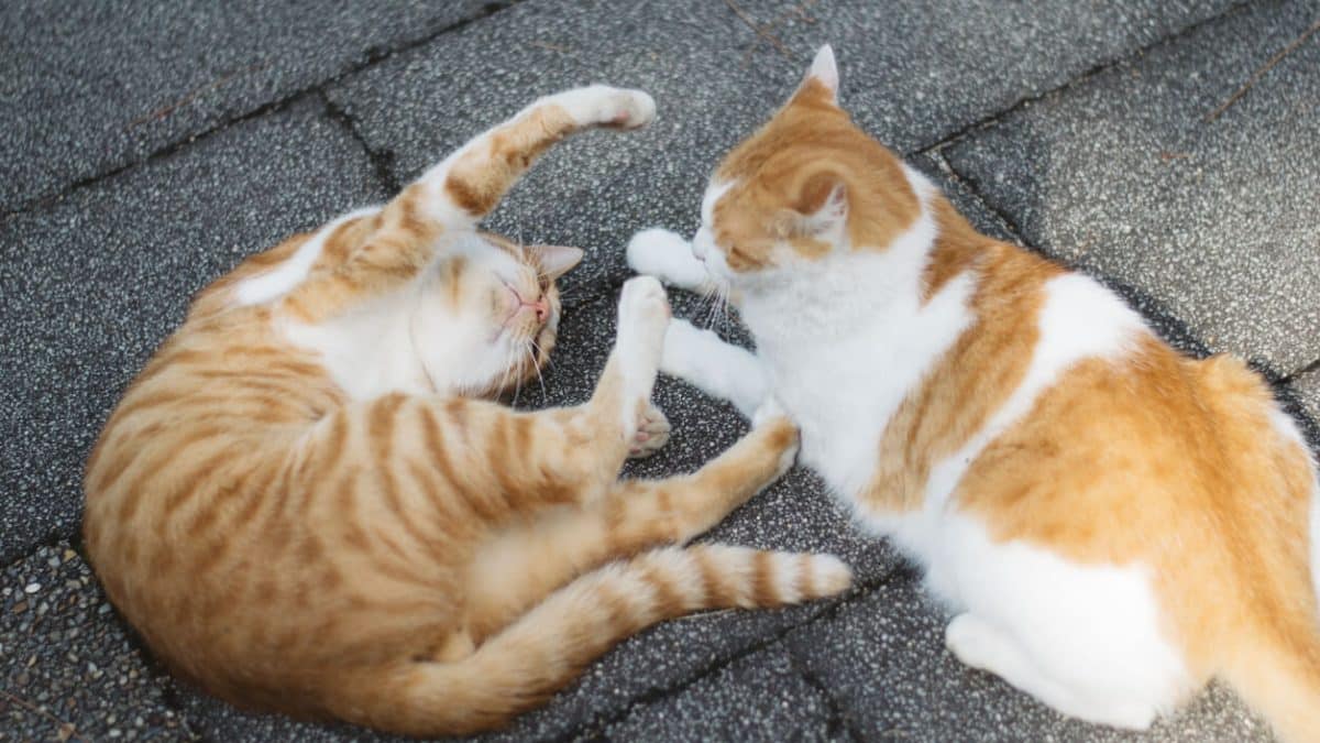 Cat Bunny Kick: Explanations and Helpful Solutions