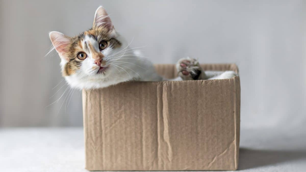 8 Reasons Why Cats Love Boxes