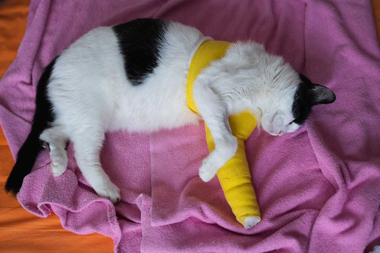 Carpal Hyperextension in Cats: Symptoms, Causes & Treatments