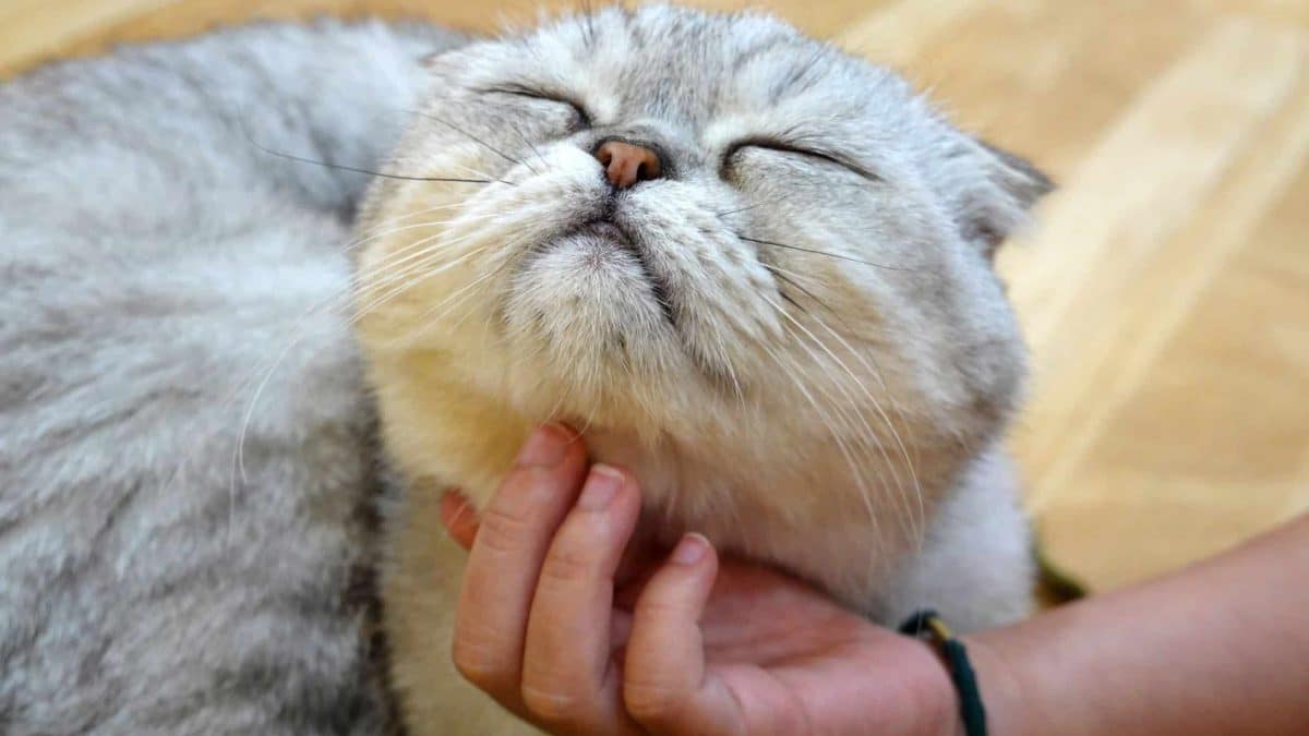 Cat Acne: What Are The Causes & Best Treatments