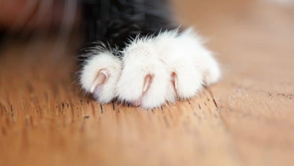 Les chats rotent-ils