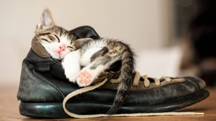 Why Do Cats Like Shoes? 6 Reasons For This Odd Behavior