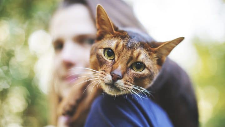 How To Tell Your Cat’s Breed