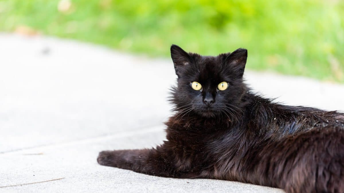 Cat Dandruff: Causes, Treatments & Home Remedies