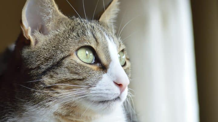 How Many Muscles Are In A Cat’s Ear? Plus What Can Cats Hear?