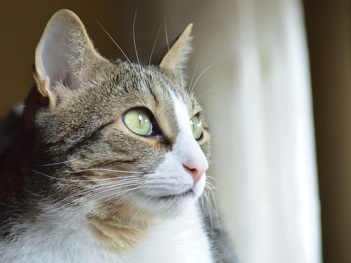 How Many Muscles Are In A Cat’s Ear? Plus What Can Cats Hear?
