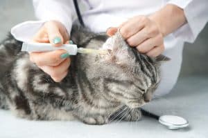 Infections de l'oreille chez les chats : quels sont les symptômes et ...