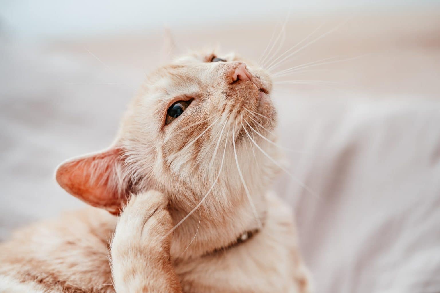 Why Does My Cat Smell Bad? 9 Reasons For Your Stinky Cat