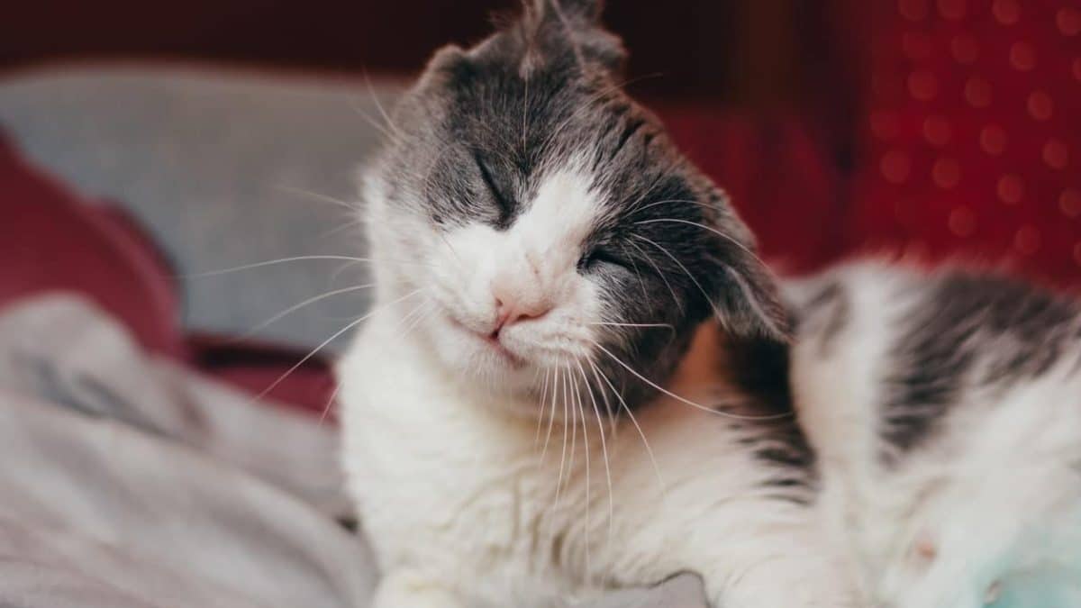 13 Reasons Your Cat's Ear Twitches & How To Treat It
