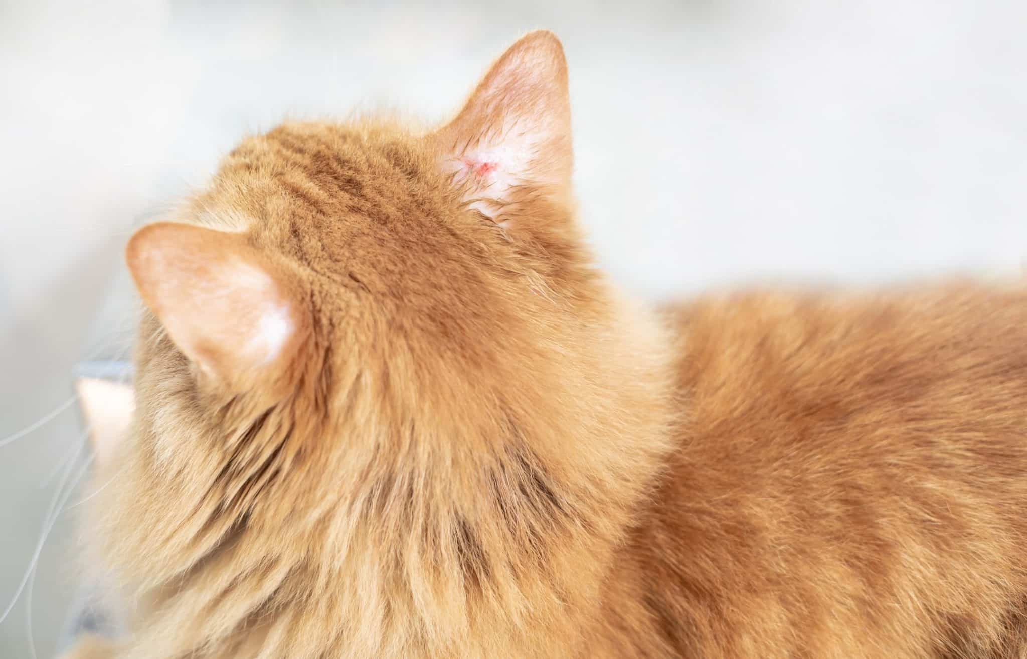 14 Reasons Why Your Cat Shakes Their Head & When To See A Vet