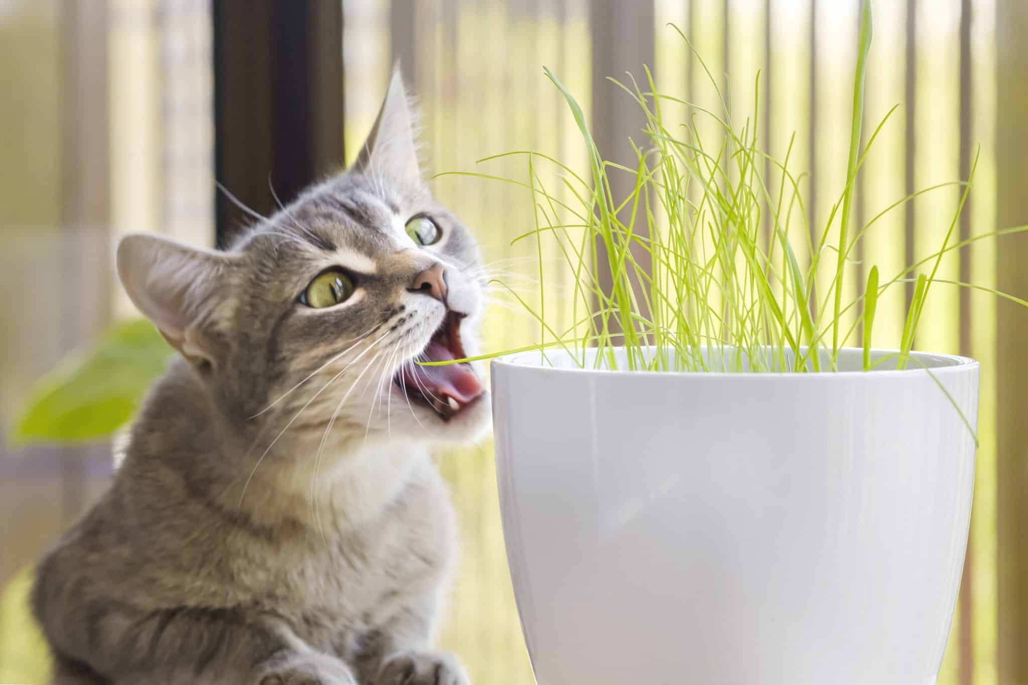 What Is Catnip & What Does It Do To Cats?