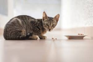 Why Do Cats Scratch Around Their Food? | Why Cats Paws Their Food