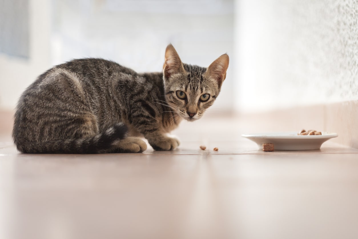 Pourquoi les chats grattent-ils autour de leur nourriture ? Que faire ... Pourquoi les chats grattent-ils autour de leur nourriture ? Que faire ...