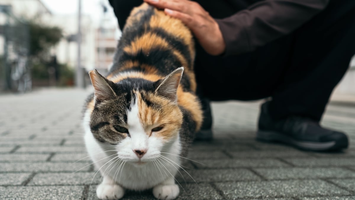 Why Do Cats Put Their Butt In Your Face?