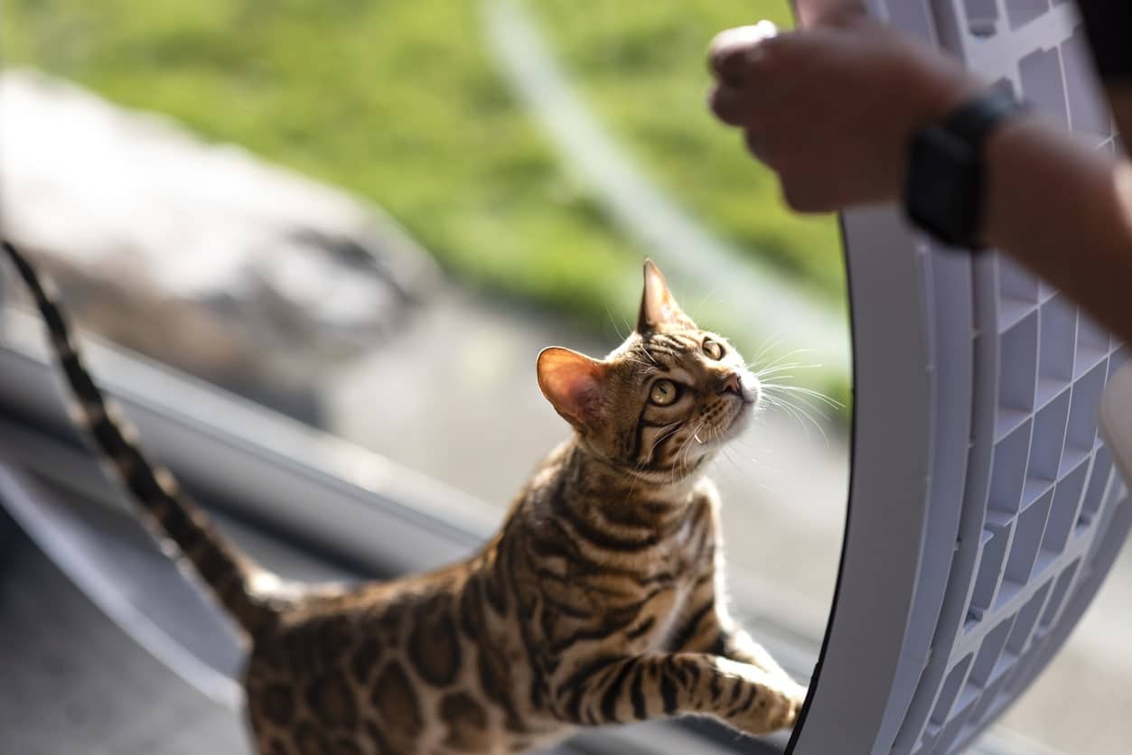 Here's 12 Ways To Help Your Cat Exercise More