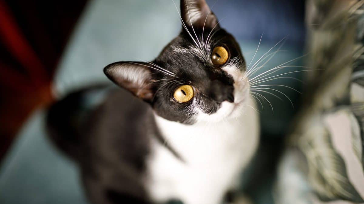 The Meaning of Cat Eyes, Explained: How To Read A Cat’s Eyes