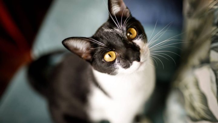 El significado de los ojos de los gatos: cómo leer los ojos de un gato