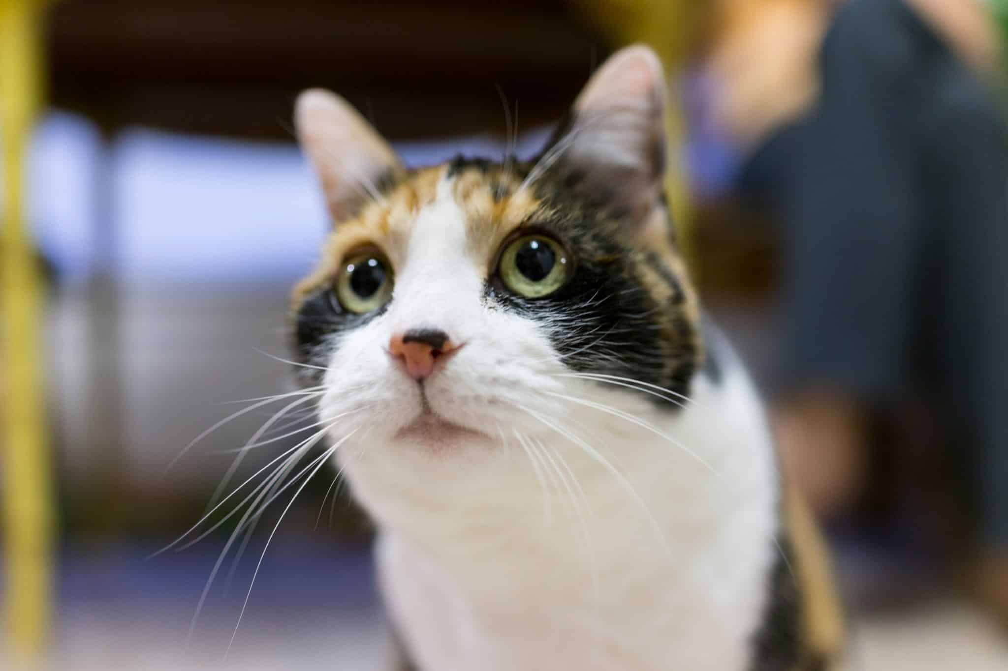 Pourquoi mon chat a-t-il les pupilles dilatées