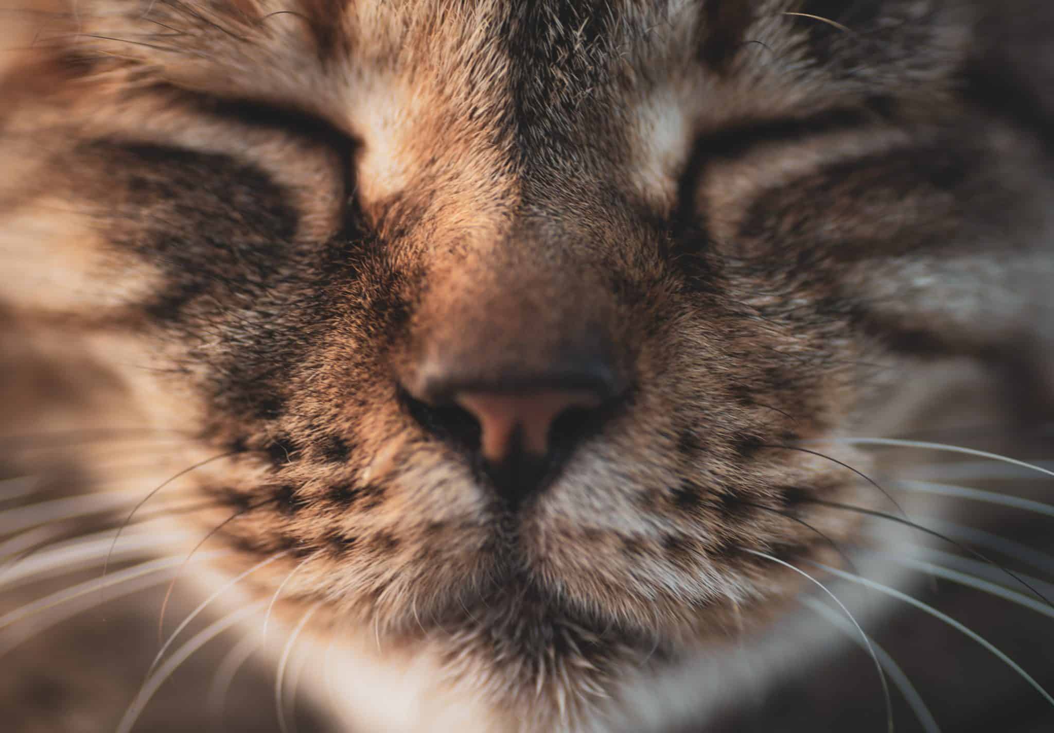 How Far Can Cats Smell? The Secret Superpower Of Your Cat's Nose