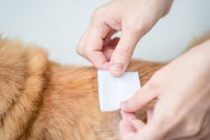 First Aid for Cats: Injury Response, Emergencies & Kit Assembly