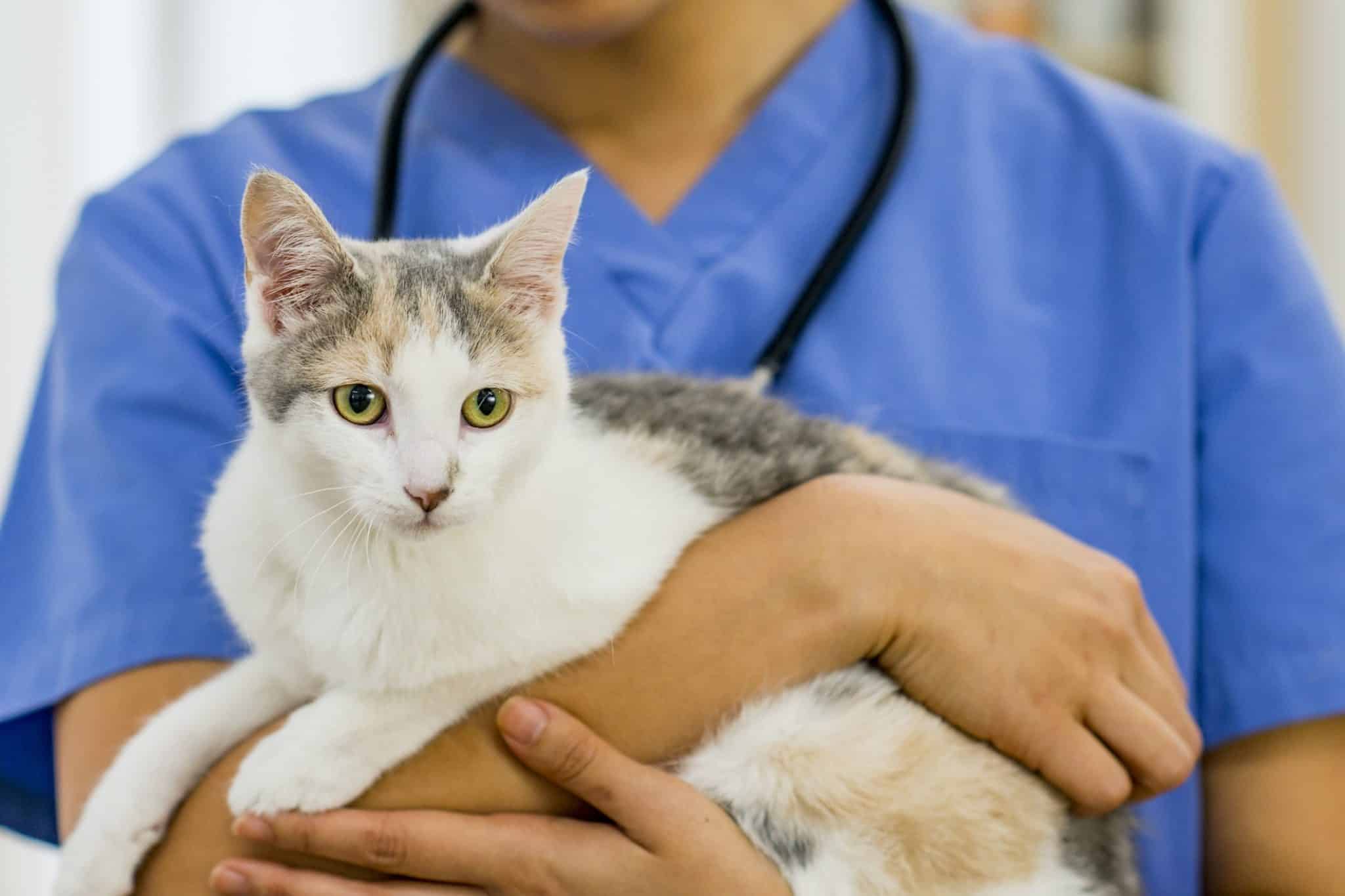 Why Your Cat Eats Too Fast & What to Do About It