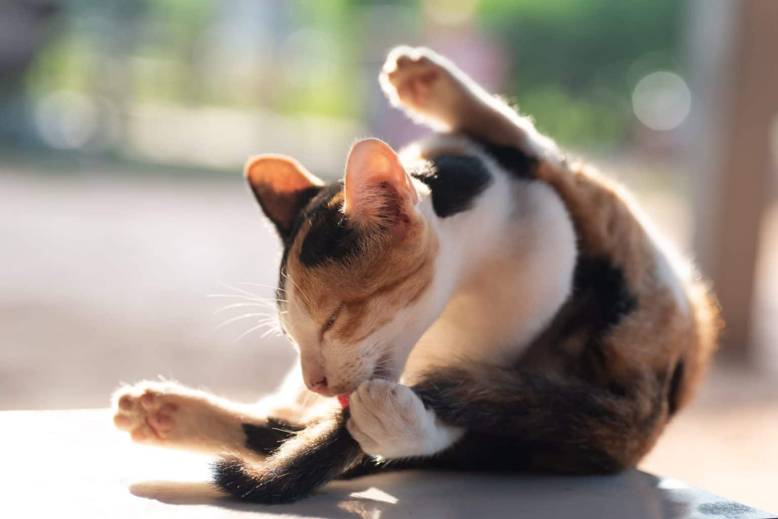12 Common Cat Skin Problems
