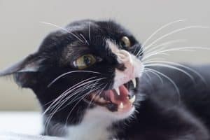 5 raisons pour lesquelles votre chat grogne et comment y mettre fin