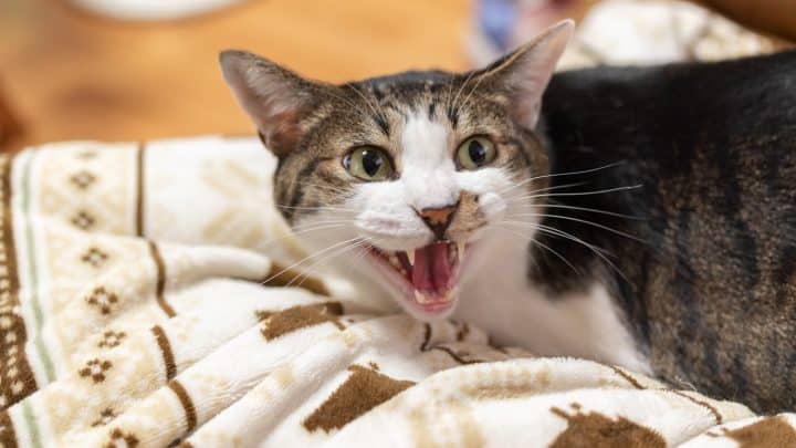 8 Cat Sounds & What They Mean: Decoding Cat Noises