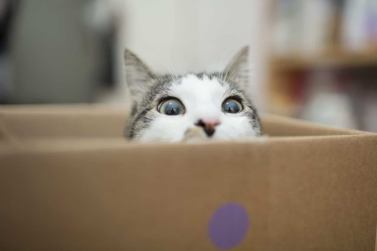 Comment retrouver un chat perdu en 16 étapes