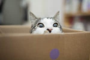 Comment retrouver un chat perdu en 16 étapes