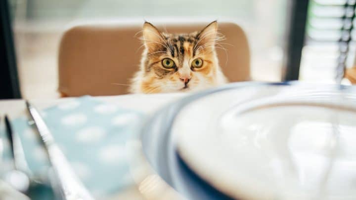 15 Poisonous Foods for Cats
