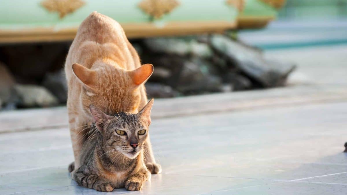 5 Reasons for Cat Humping & What You Can Do About It