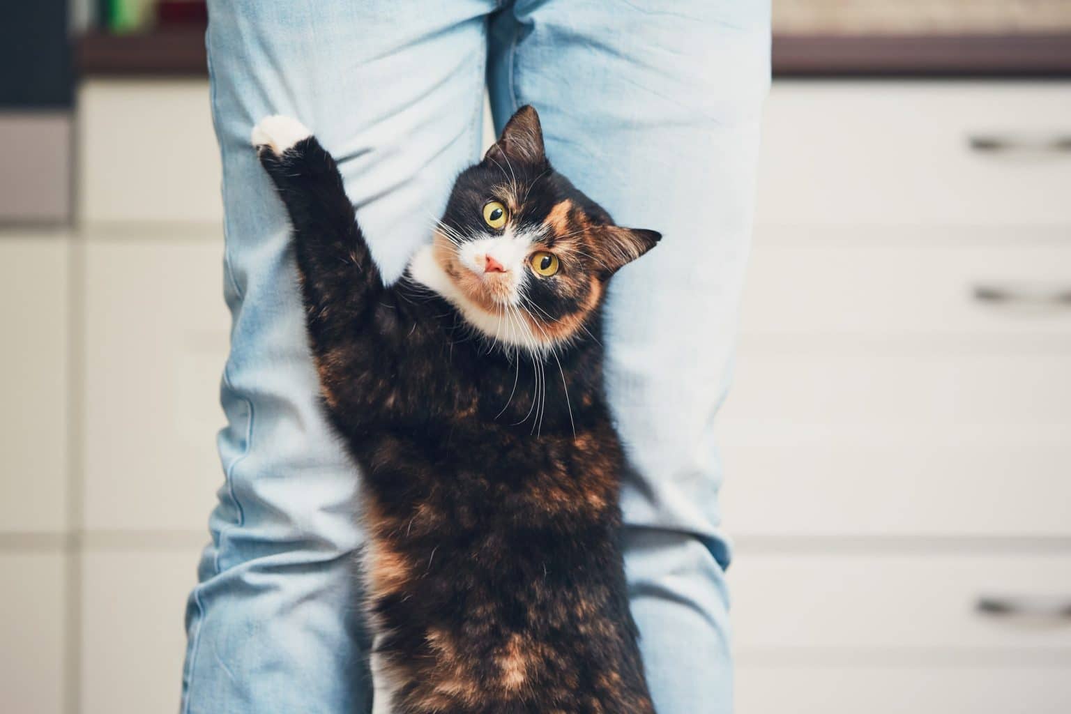 5 Reasons for Cat Humping & What You Can Do About It
