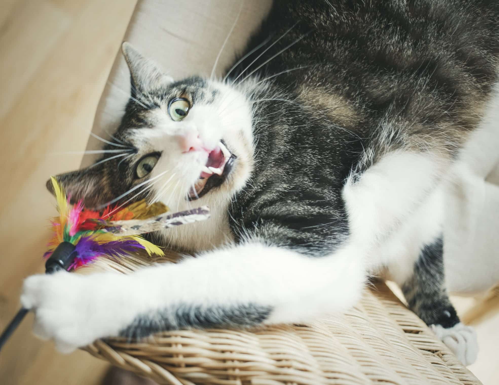 How to Stop Your Cat from Bullying Other Cats