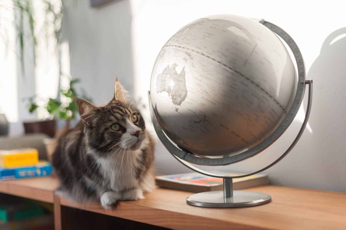 How Many Cats Are In The World Hint More Than You Think How Many Cats Are In The World Hint More Than You Think