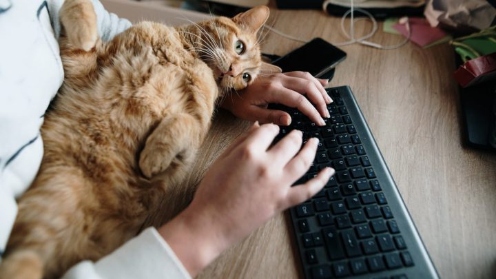 Why Do Cats Like Keyboards?