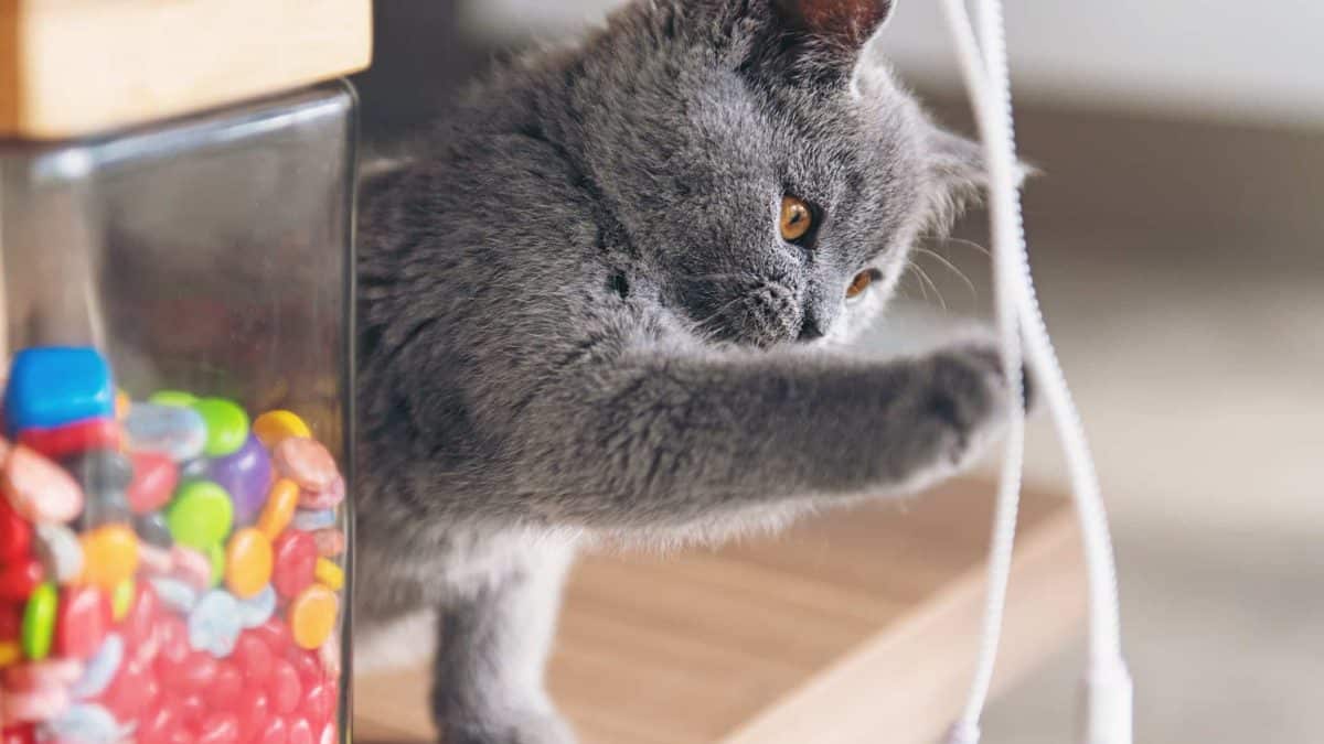 5 Reasons Why Cats Knock Things Over & How You Can Stop Them