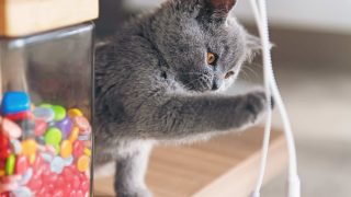 5 Reasons Why Cats Knock Things Over & How You Can Stop Them
