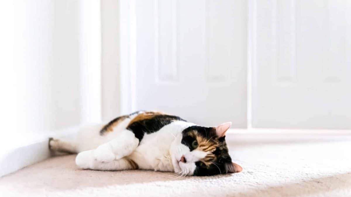 How Long To Leave Cats, Kittens & Seniors Alone