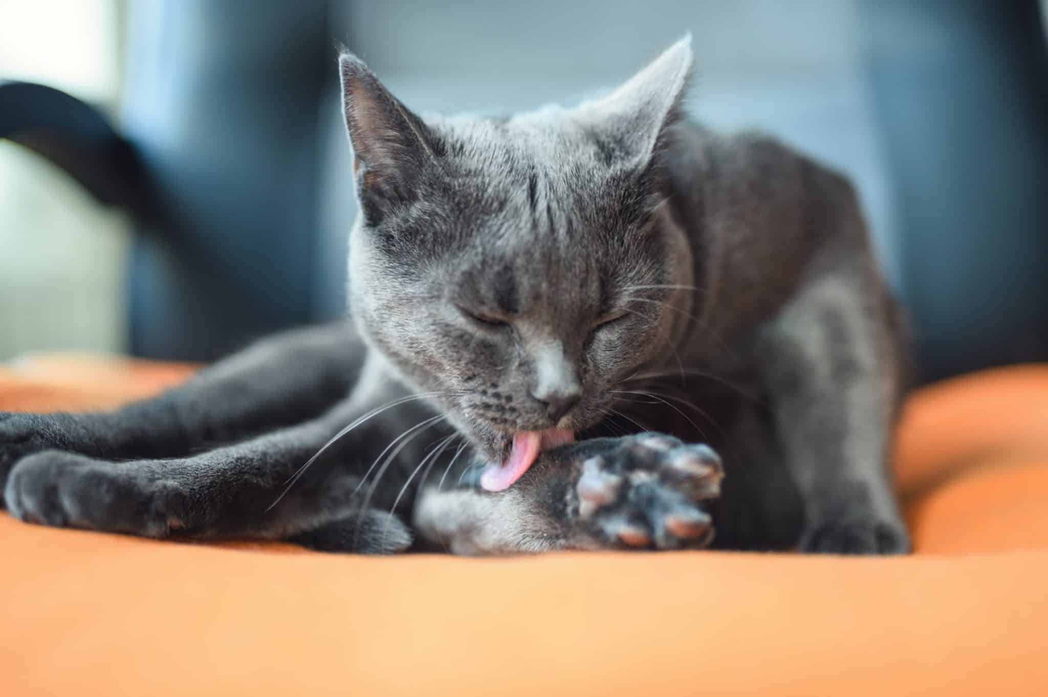 12 Common Cat Skin Problems