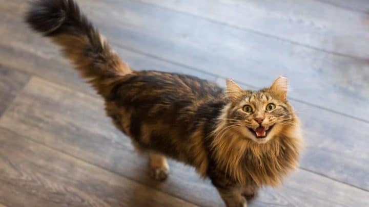 18 Cat Sounds: From Meowing to Yowling