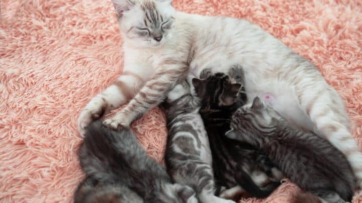 Cat Mastitis: Symptoms, Causes, Outlook, and Treatment