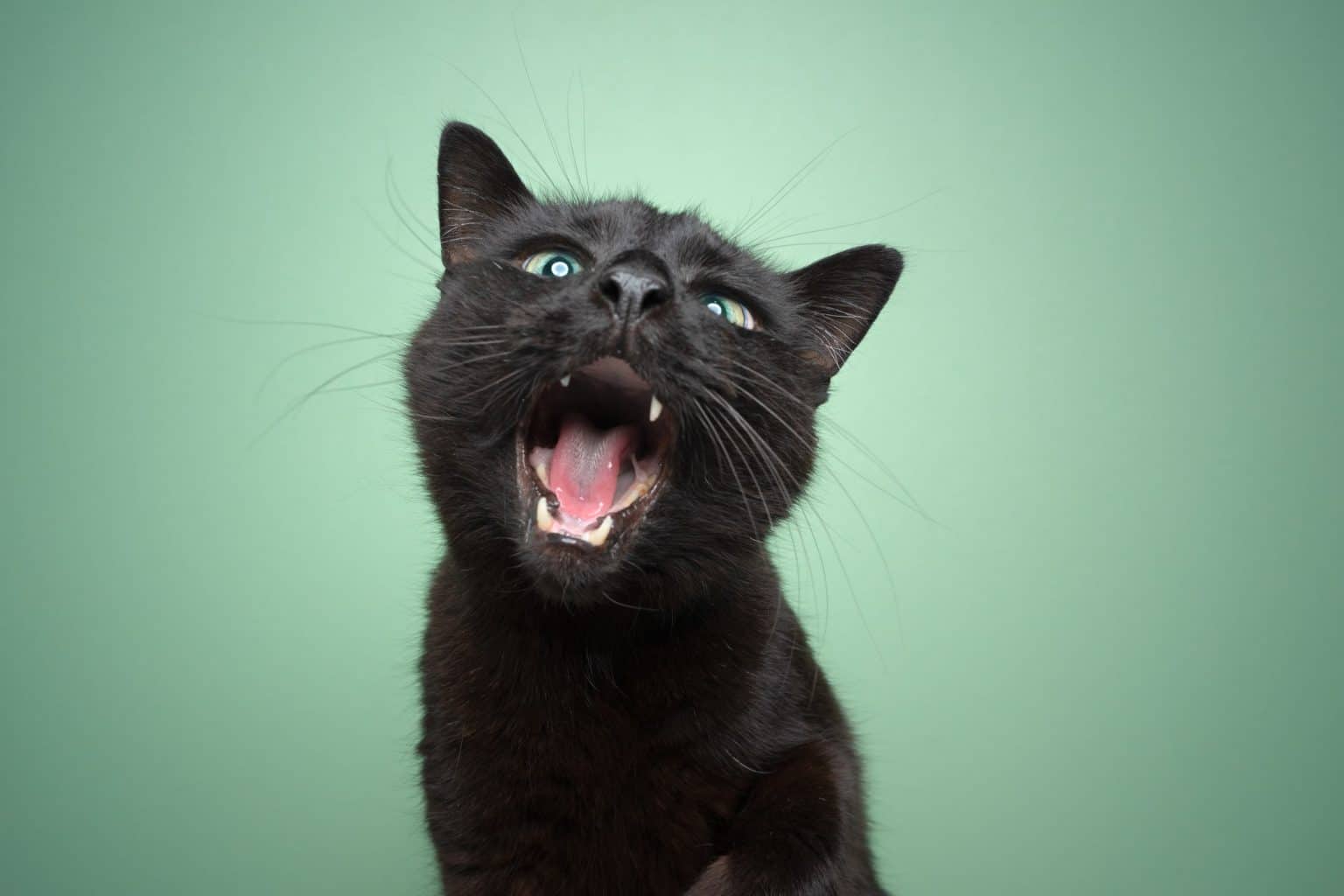 Why Does My Cat Meow Silently? A Cat’s Quiet Meows Explained