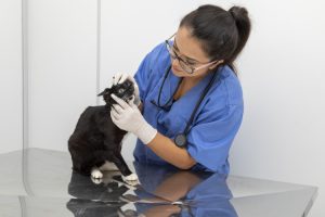 Ulcère buccal chez le chat : symptômes et origines possibles