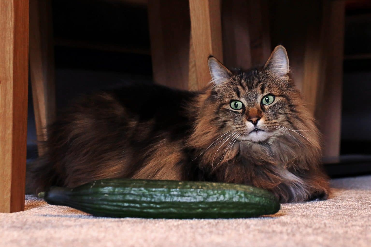 4 Reasons Cats Hate Cucumbers & Why You Shouldn't Scare Them