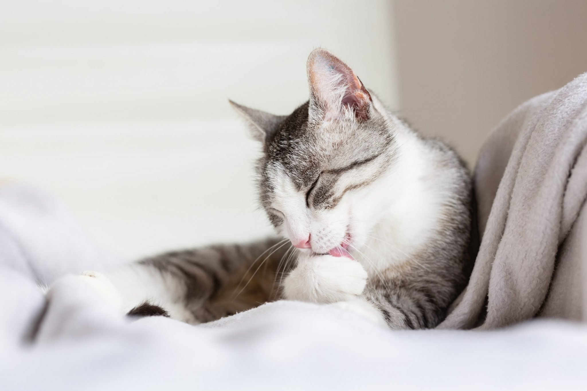 Is My Cat Depressed? 10 Signs of an Unhappy Cat