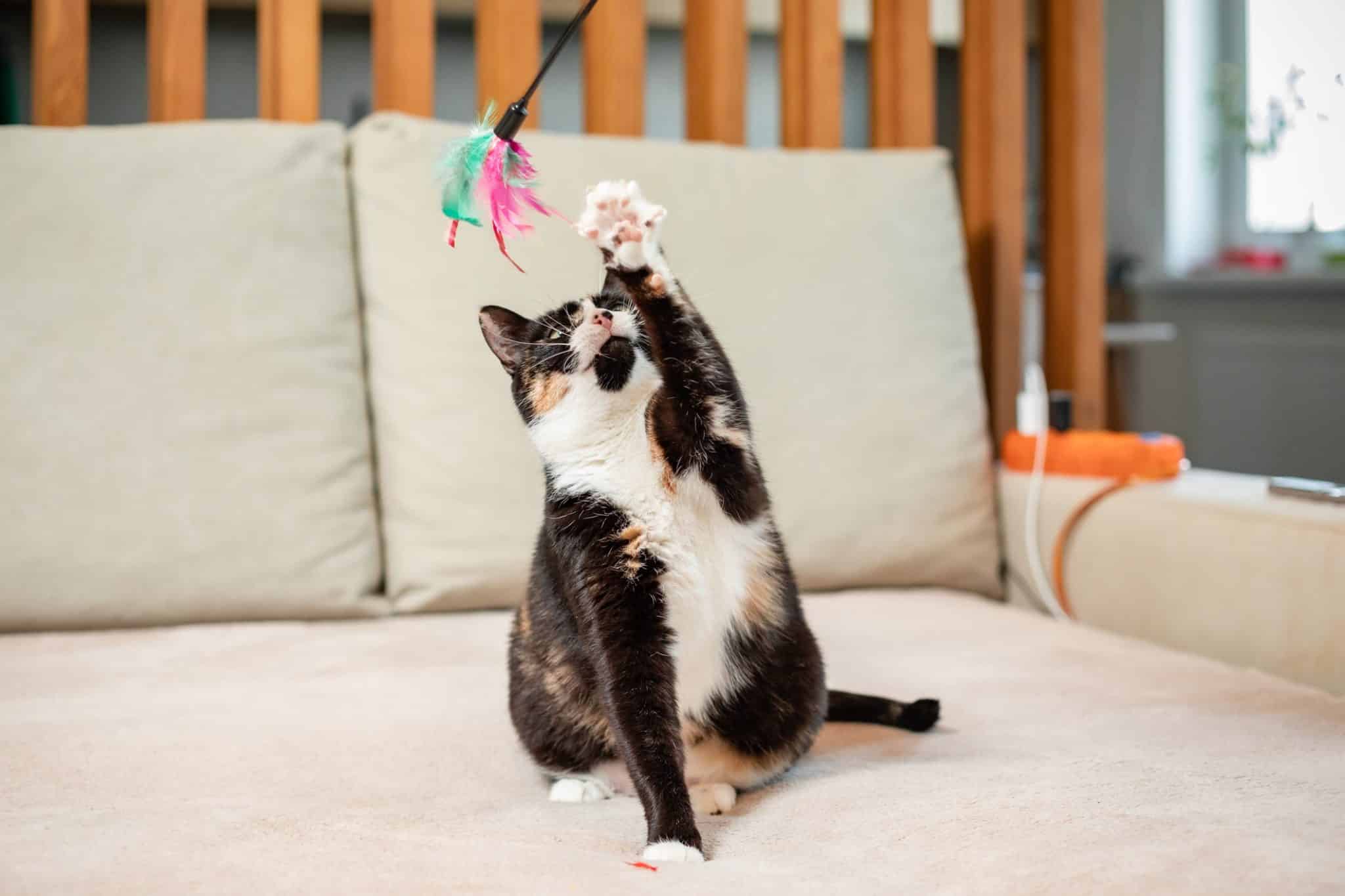 6 Reasons Why Cats Bring You Toys & What To Do