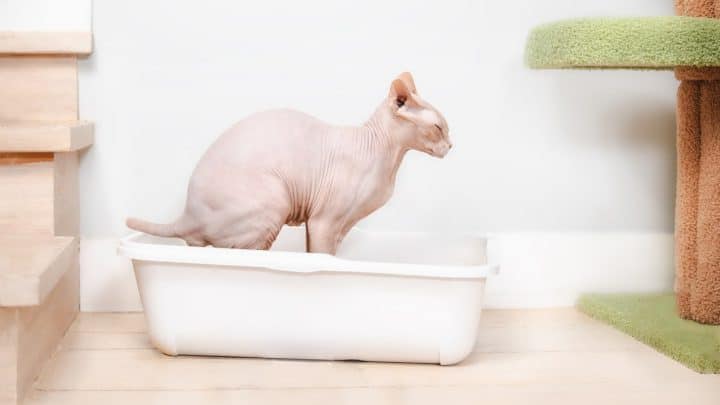 How Often Do Cats Poop & When To See a Vet