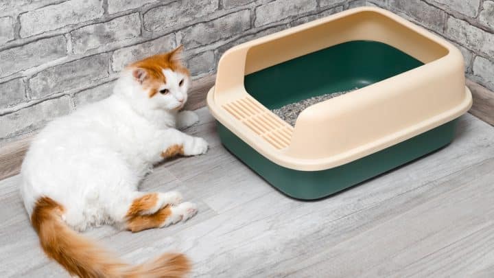 Why Your Cat Is Pooping on the Floor & How to Stop It